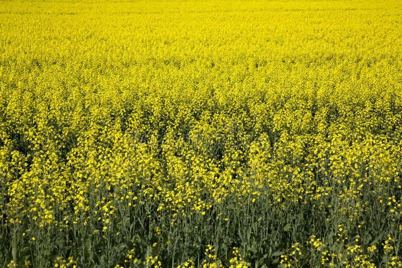 Calm Field Plants on Summer Daylight Stock Photo - Image of growth ...