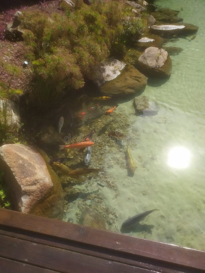 Calm fish pond stock photo. Image of plant, underwater - 233560522