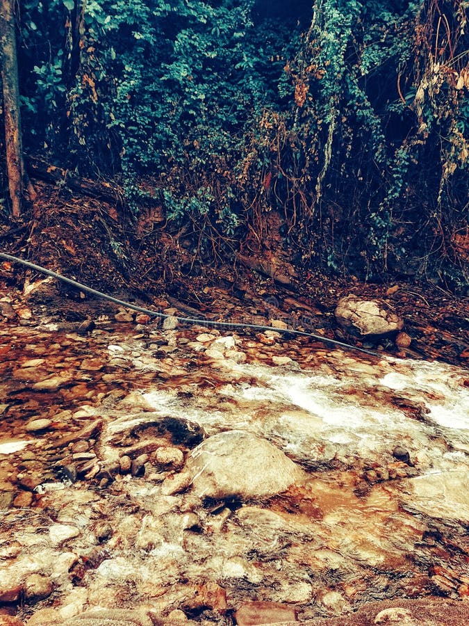 The Calm Flow of the River in the Nature Forest View Stock Photo ...