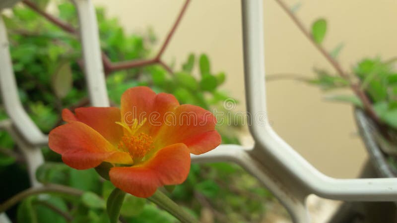 The calm flower stock image. Image of monochrome, green - 238967263