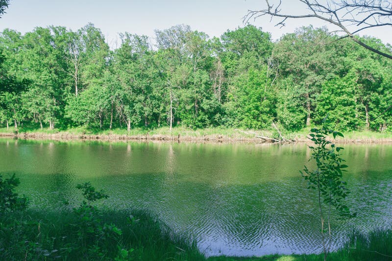 Calm Forest Lake on a Quiet Sunny Day. Summer Landscape Stock Photo ...