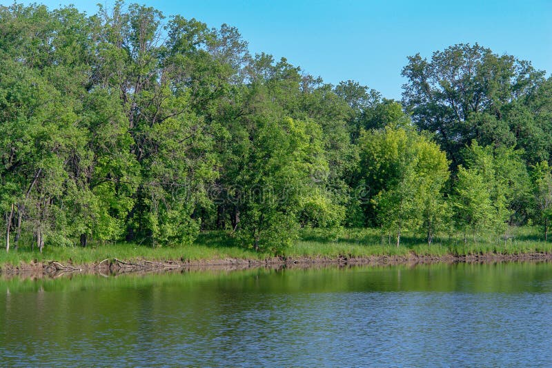 Calm Forest Lake on a Quiet Sunny Day. Summer Landscape Stock Image ...