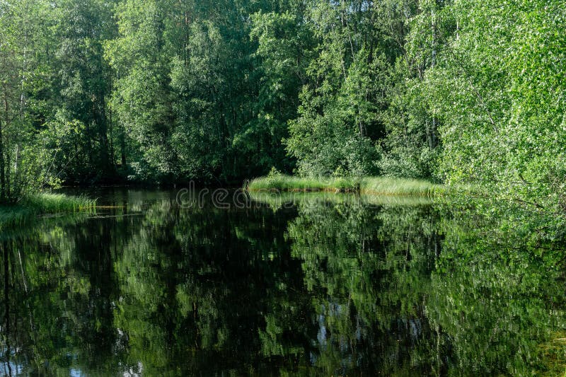 Calm Forest Lake with Reflection of a Trees Stock Photo - Image of ...