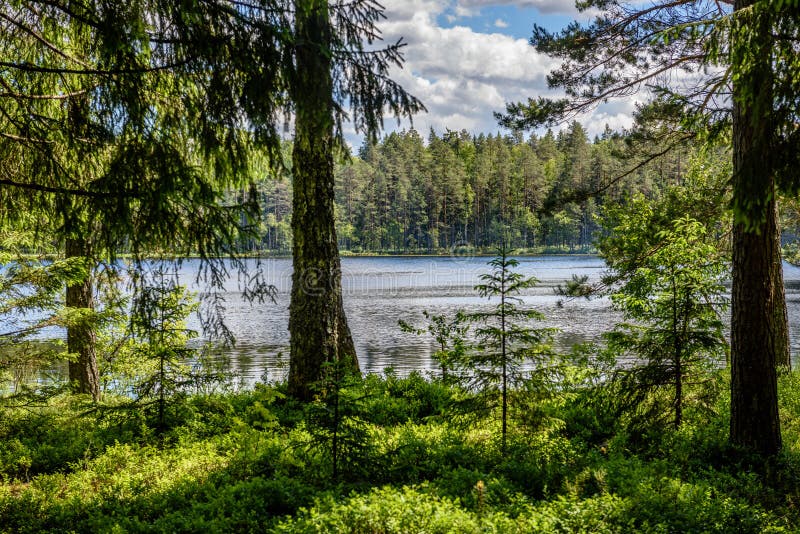 Calm forest lake and trees stock photo. Image of forest - 94973664