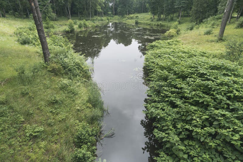 Forest basin by summer stock photo. Image of calm, forest - 113940570