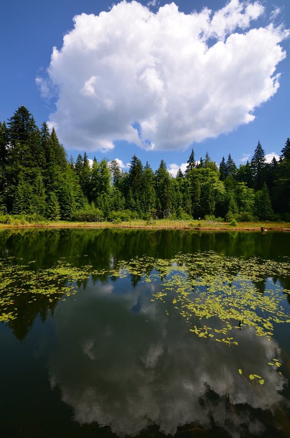 Calm forest pond stock photo. Image of backgrounds, outdoors - 53701948