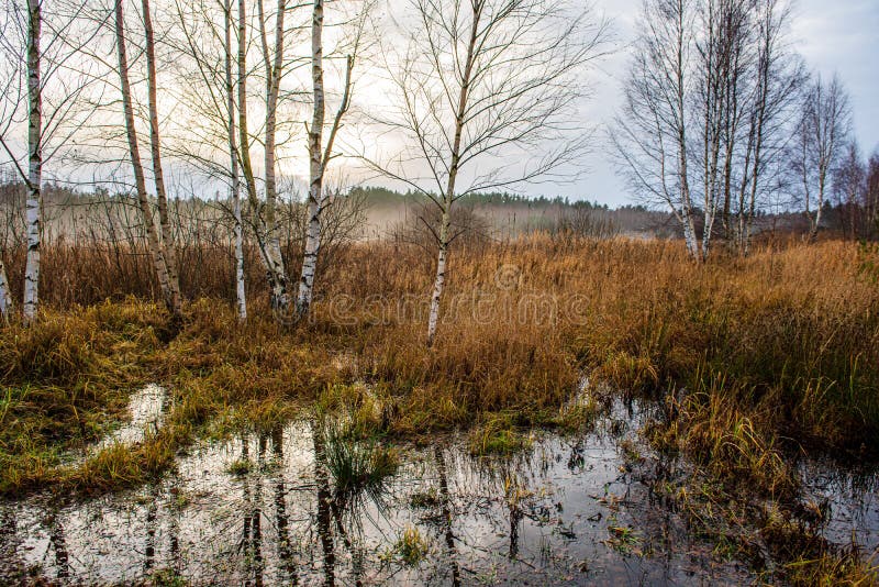 Calm Forest River Hiding Behind Tree Branches Stock Image - Image of ...