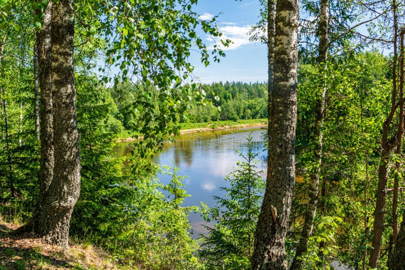 Calm Forest River Hiding Behind Tree Branches Stock Photo - Image of ...