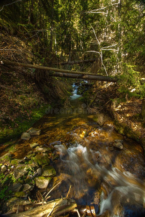 Calm forest stream stock photo. Image of connecting - 187712420