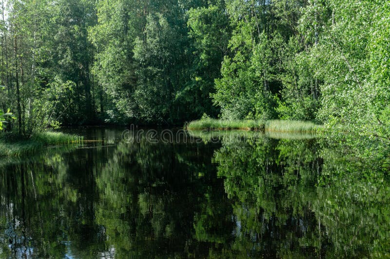 Calm Forest Swampy Lake in Sunny Weather Stock Photo - Image of wetland ...