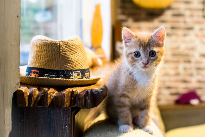 Calm Ginger Kitten, Small Kitten, Pet. Stock Photo - Image of cute ...