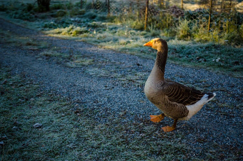 Calm goose stock image. Image of nordic, hoar, aggressivity - 45884241