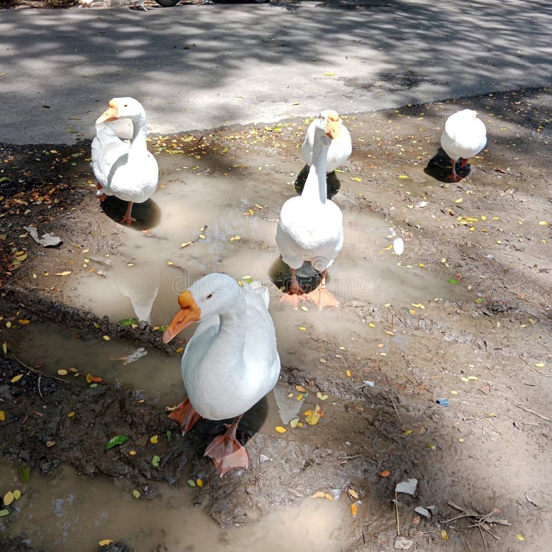 Calm and Graceful Like a Swan.. Stock Photo - Image of like, white ...