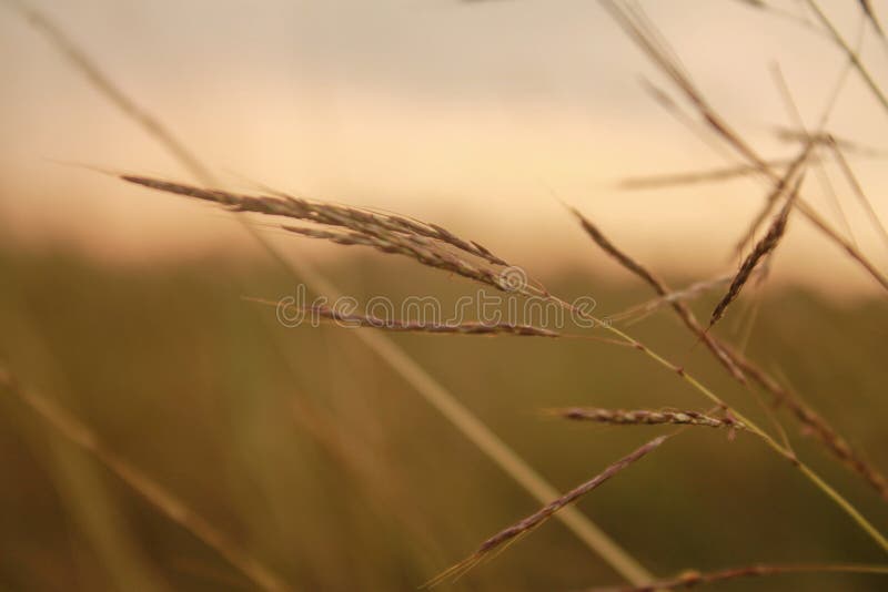 Calm grass stock photo. Image of green, beautiful, wood - 251564538