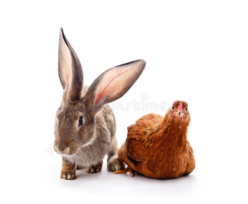 Calm Gray Rabbit and Interested Chicken Stock Photo - Image of bunny ...