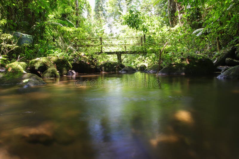 Calm Jungle Stream in the Rainforest Creek Stock Photo - Image of river ...