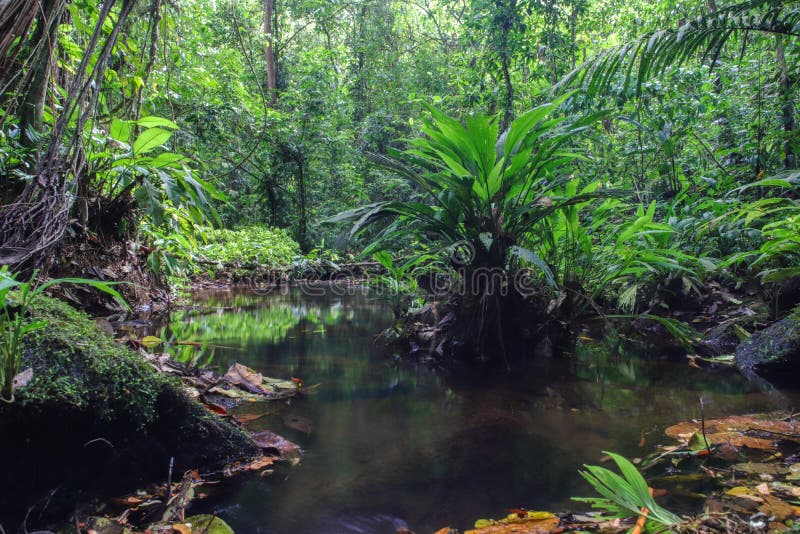 Calm Jungle Stream Flowing through the Rainforest Stock Photo - Image ...