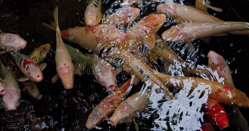 Calm Koi Fish Swimming in a Clear Pond Stock Photo - Image of fish ...