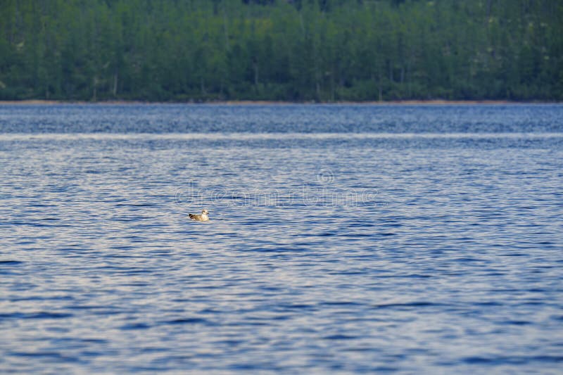 Calm Lake with Distant Forest and Floating Object Stock Photo - Image ...