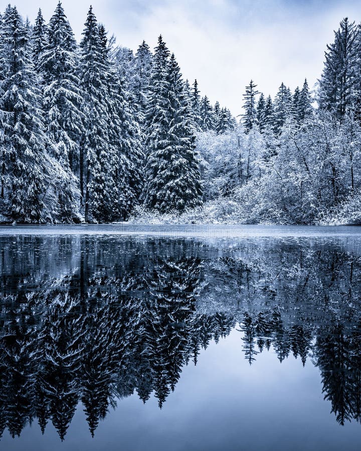 Calm Lake is Surrounded by Snow Covered Trees and Evergreens with ...