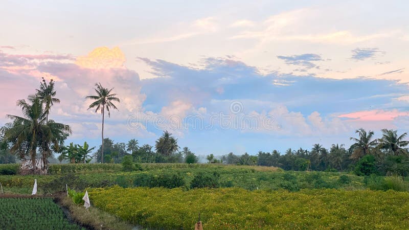 Calm Landscape of Lush Green Fields Under a Serene Sky Stock Photo ...