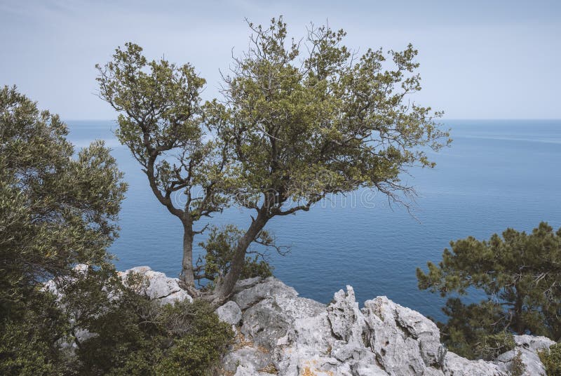 Tree on rocky shore stock image. Image of tree, calm - 255502205