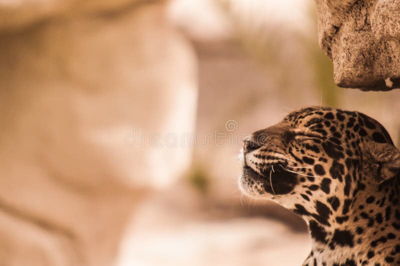Calm Leopard stock image. Image of wisdom, dhabi, calm - 30716467