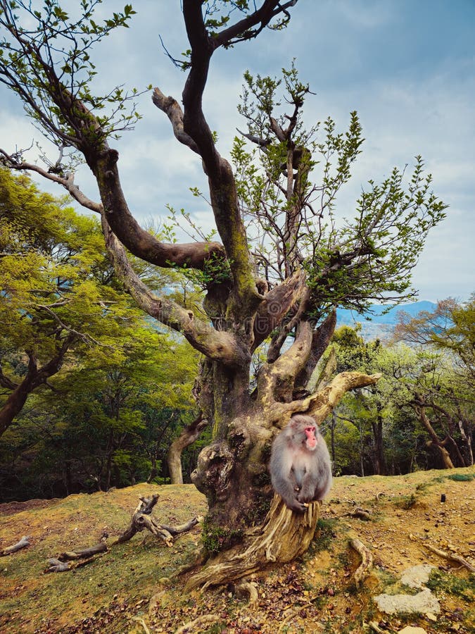 Calm Monkey Relaxing Under a Tree in Japan Stock Photo - Image of ...