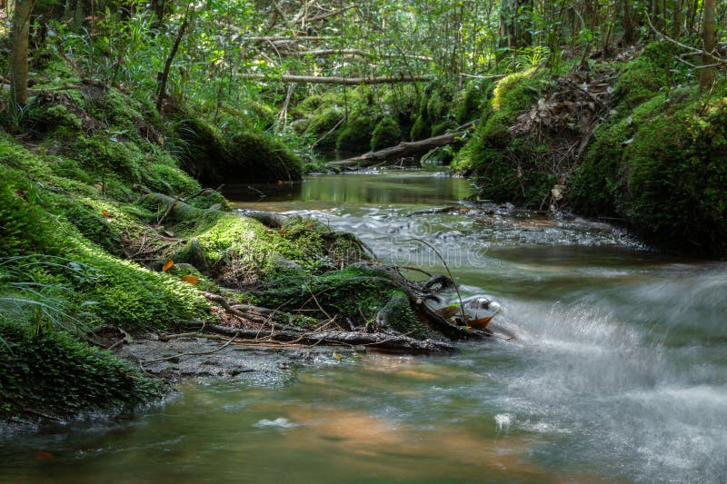 Calm Mountain Water Stream Flowing in Green Forest. Stock Image - Image ...