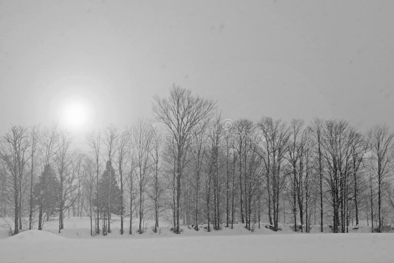 Calm stock photo. Image of snowy, grate, woods, tree - 83405154