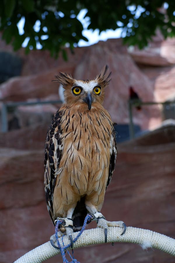 Calm owl being kept at zoo stock image. Image of nocturnal - 274761589