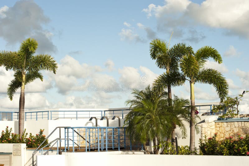 Calm Palm Trees stock image. Image of palm, sunny, white - 25380455