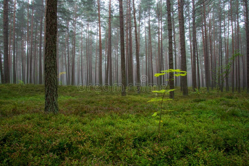 Calm and Peaceful Pine Tree Forest with Green Forest Bed Stock Image ...