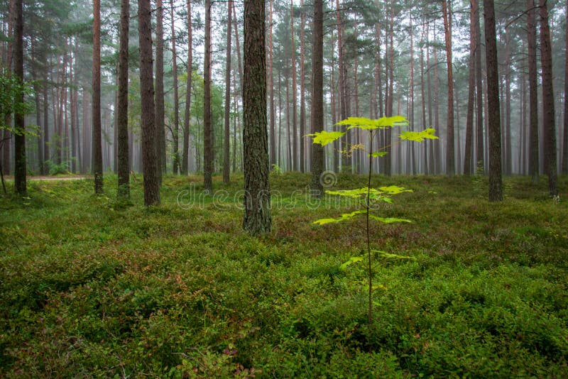 Calm and Peaceful Pine Tree Forest with Green Forest Bed Stock Photo ...