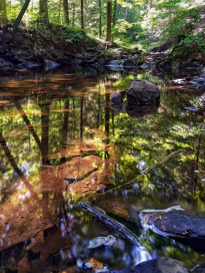 A Calm Pond Deep in the Forest. Stock Photo - Image of nature, forest ...