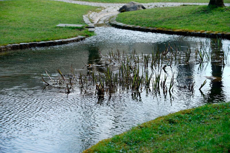 Calm Pond Flowing Outdoors Surrounded by Meadow Stock Image - Image of ...