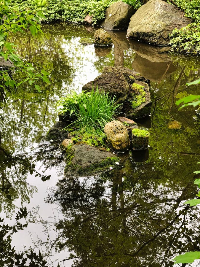 Calm Pond with Rocks Covered in Moss and Flora Stock Photo - Image of ...