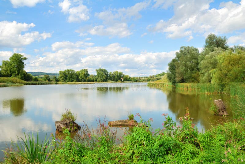 Calm Pond Surface Surrounded by Willow Trees Stock Photo - Image of ...