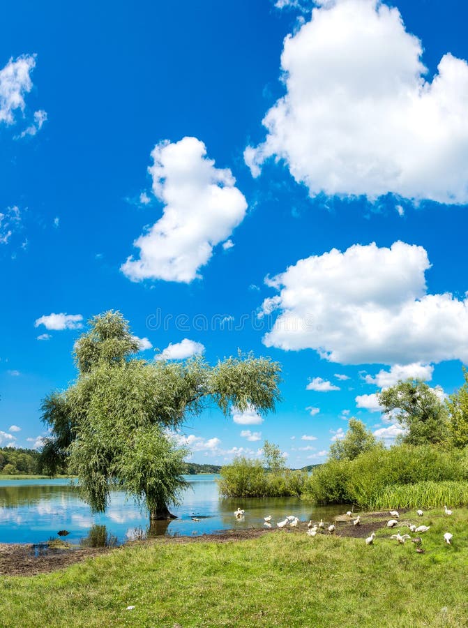 Calm pond and water plants stock photo. Image of green - 187900998