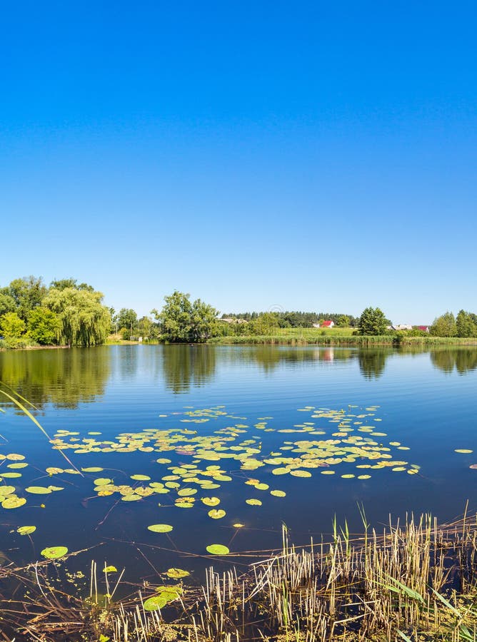 Calm pond and water plants stock image. Image of park - 187901049