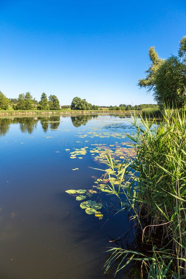 Calm pond and water plants stock image. Image of idyllic - 187909763