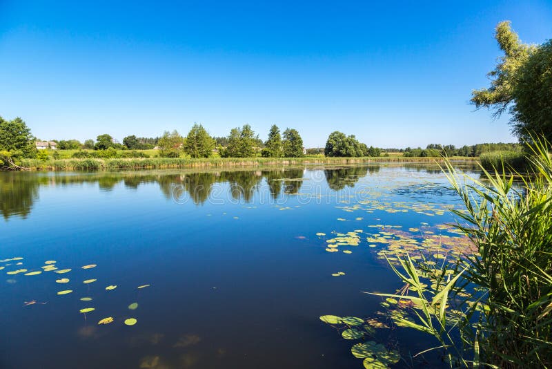 Calm pond and water plants stock photo. Image of meadow - 187939918