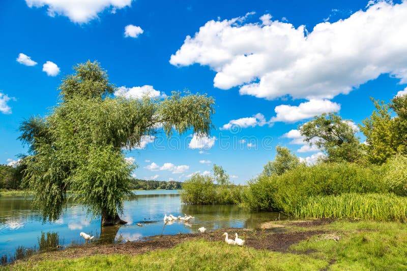 Calm pond and water plants stock photo. Image of morning - 187939976
