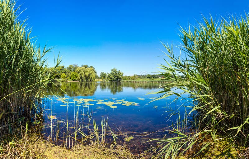 Calm pond and water plants stock image. Image of ecology - 187941011