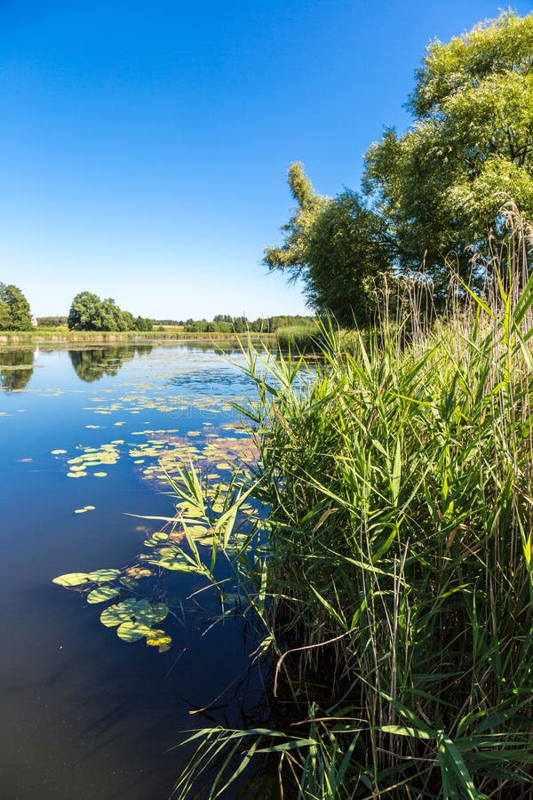 Calm pond and water plants stock photo. Image of shore - 189702104