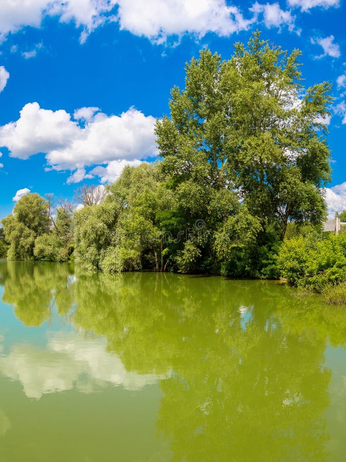Calm pond and water plants stock image. Image of reflection - 190354309