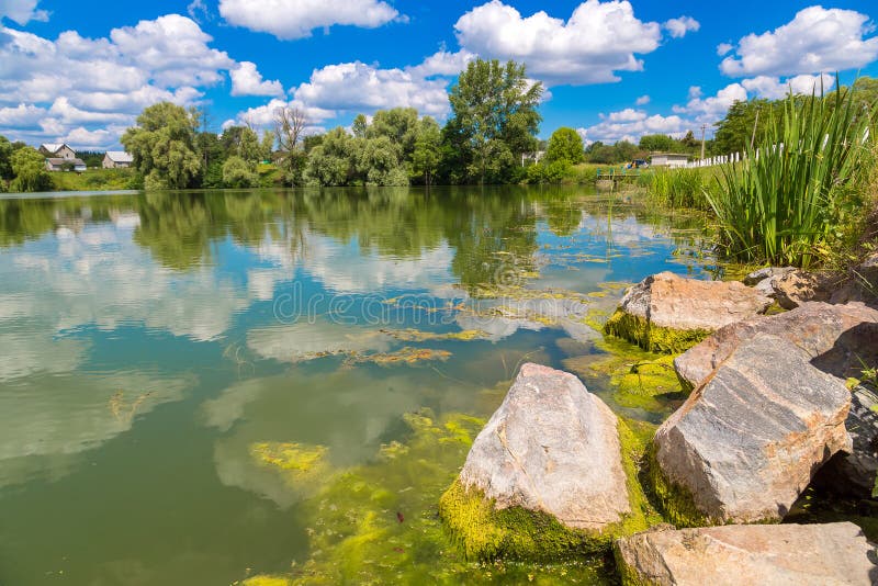 Calm pond and water plants stock photo. Image of forest - 190359310