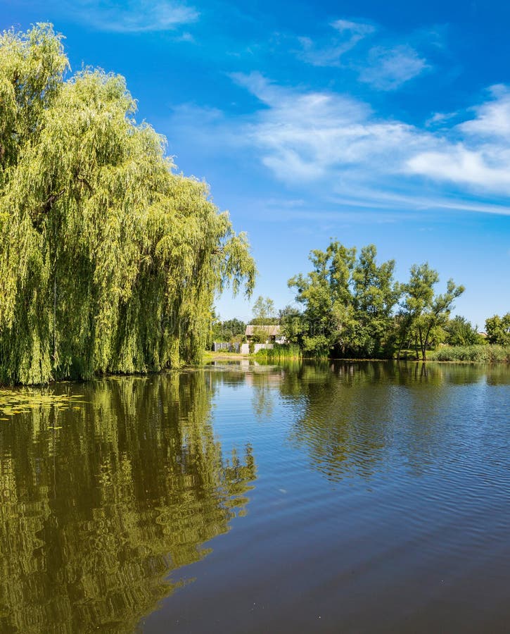 Calm pond and water plants stock image. Image of scene - 190359383