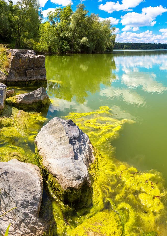 Calm pond and water plants stock photo. Image of summer - 190359388