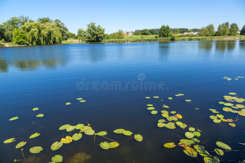 Calm pond and water plants stock photo. Image of rural - 190387212